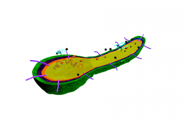 Corynebacterium diphtheria | ROQED