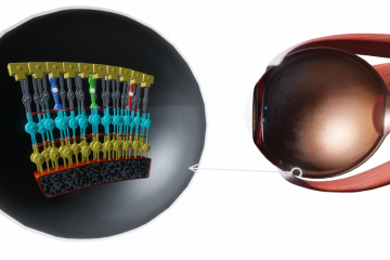 Vision. The structure of the organs of vision. | ROQED